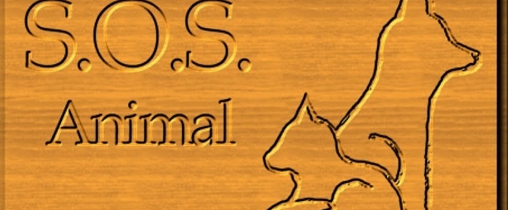 Rubrica sobre animais na Sic Mulher - Veterinaria Atual