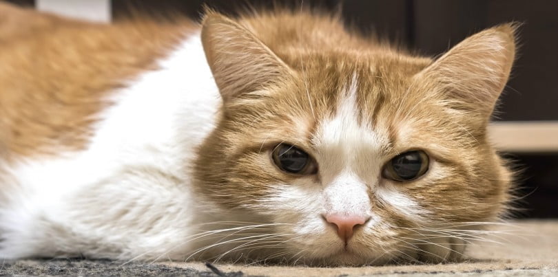 Gato Geriátrico em destaque no Congresso de Medicina Felina da APMVEAC ...