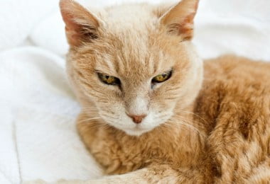 gatos geriátricos - Veterinaria Atual