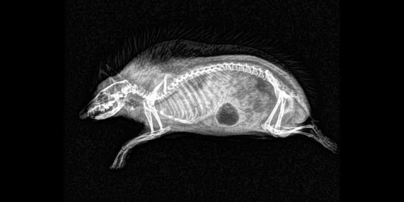 Jardim Zoológico dos EUA mostra raio-X dos seus animais - Veterinaria Atual
