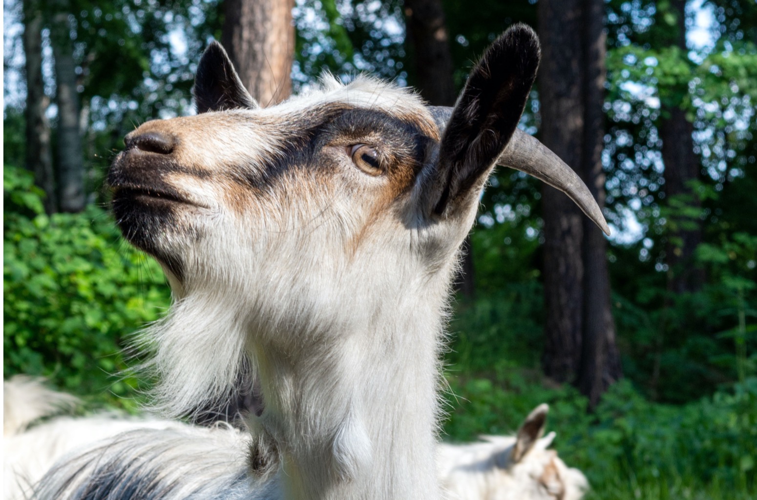 Personalidade das cabras influencia modo como se alimentam