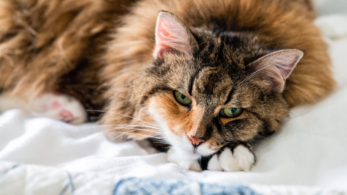 Associação americana atualiza guia para cuidados de gatos geriátricos