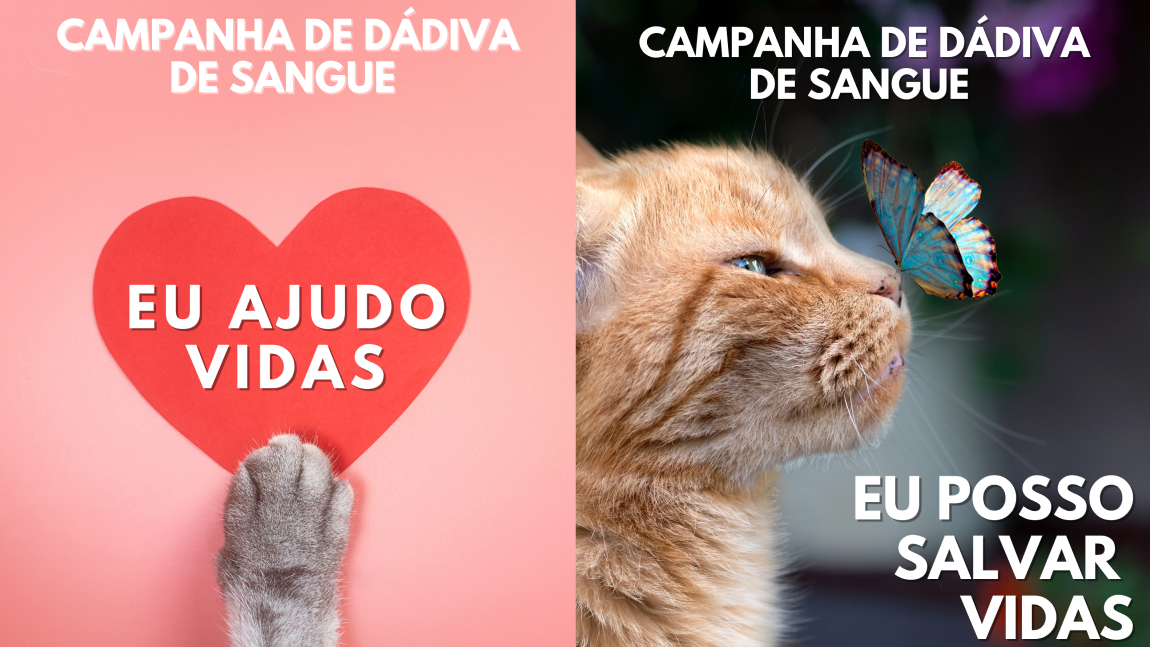 Petfeelings promove campanha de dádiva de sangue animal