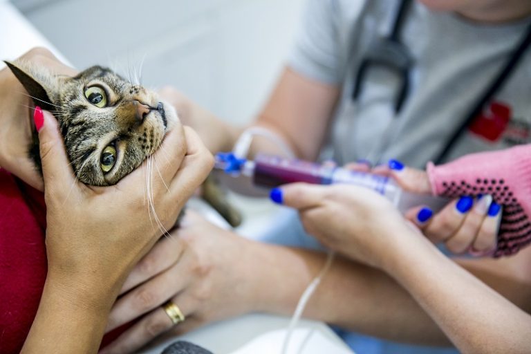 Banco de Sangue Animal anuncia formação contínua sobre hematologia ...