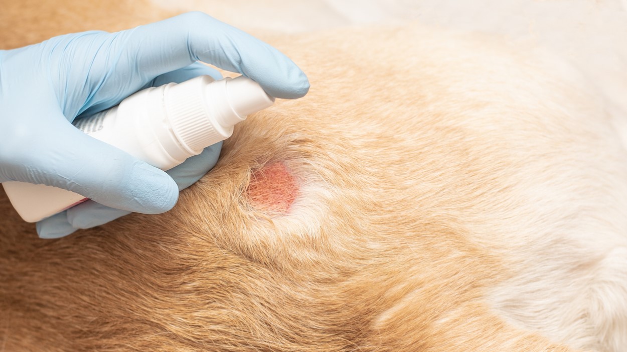 Dermatite Atopica Em Caes Dermatite Atópica Em Cães PSH Pet Skin