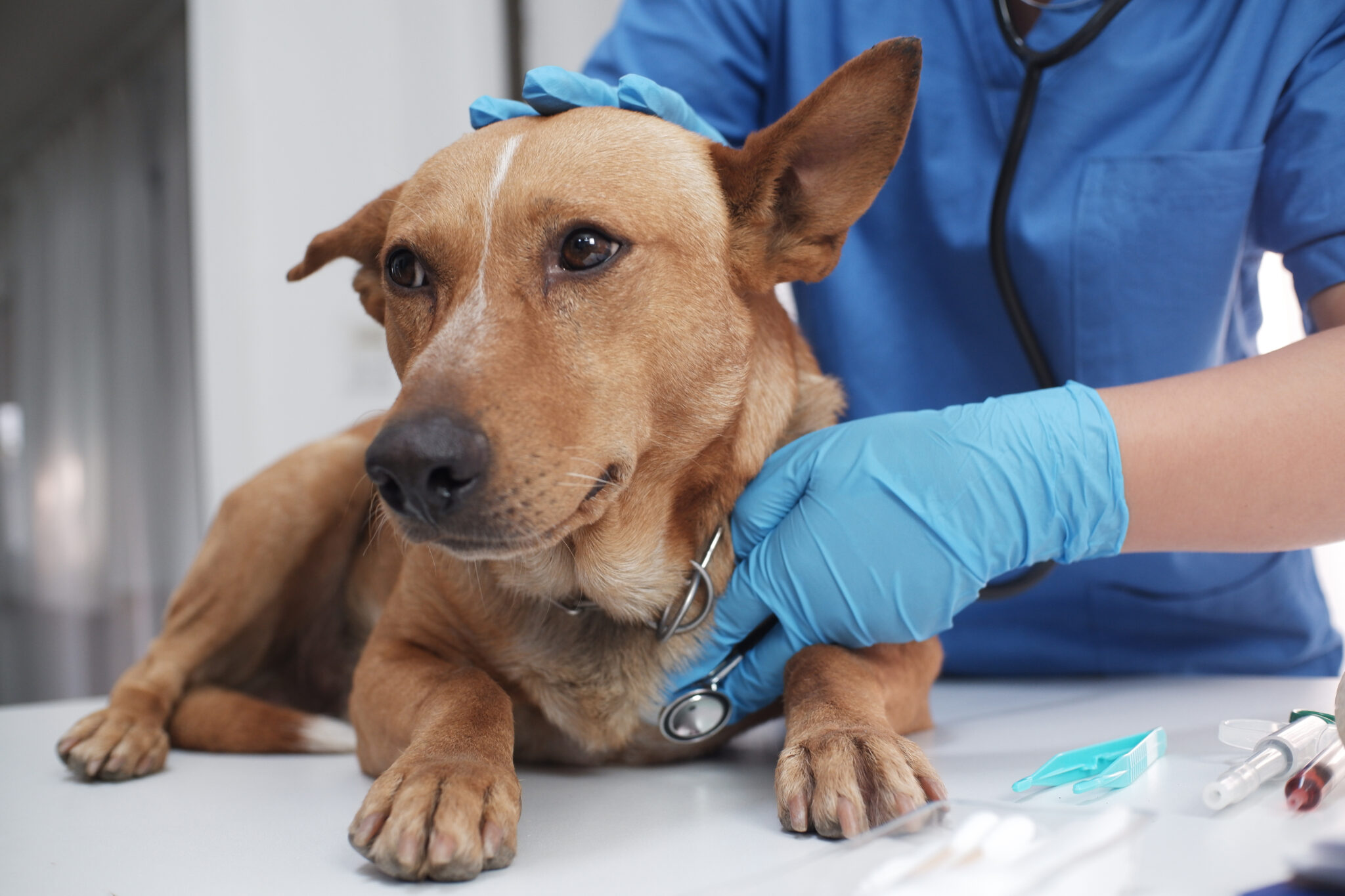 Tuberculose em cães tem aumentado nos últimos anos