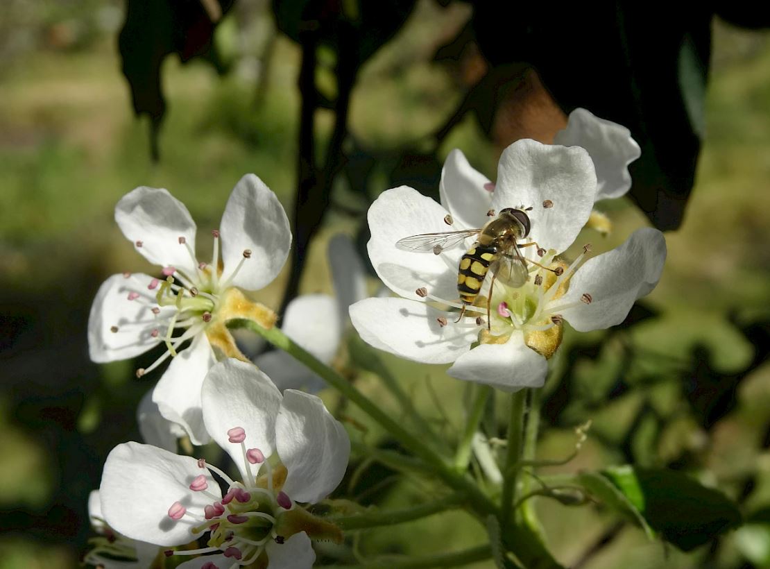 Conheça o projeto português para promover a conservação dos insetos ...