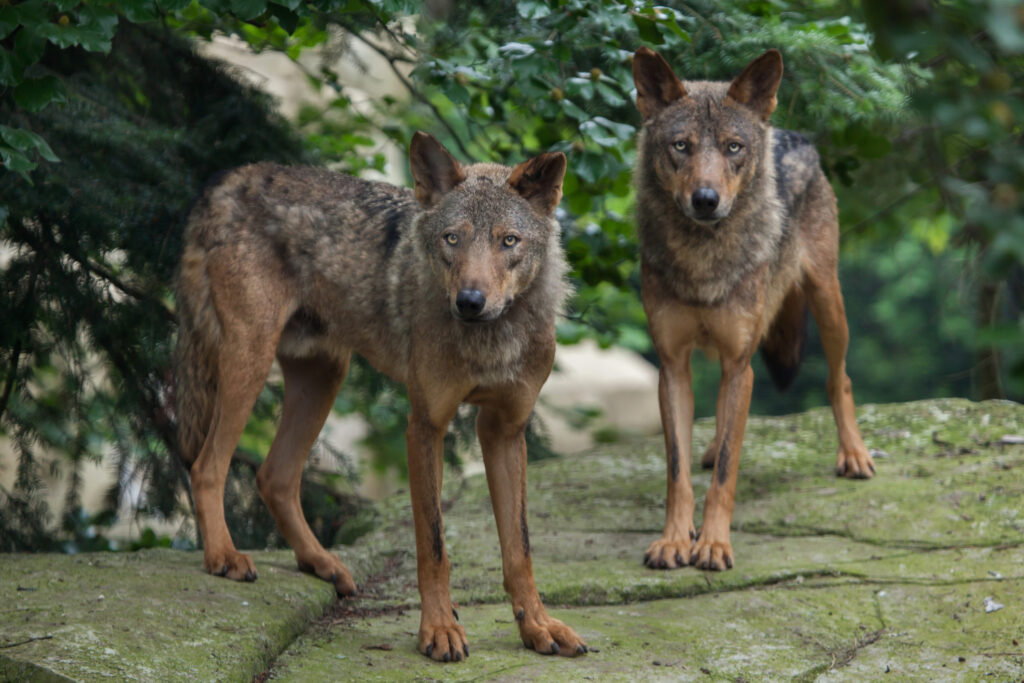 Governo lança programa de apoio à proteção do lobo-ibérico